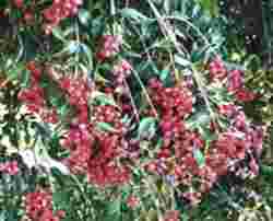 Riberry, Syzygium luehmannii - a Bush Tucker Plant or Bush Food ...