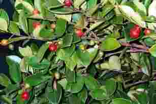 Cedar Bay cherry - a Bush Tucker Plant or Bush Food - Australian native ...